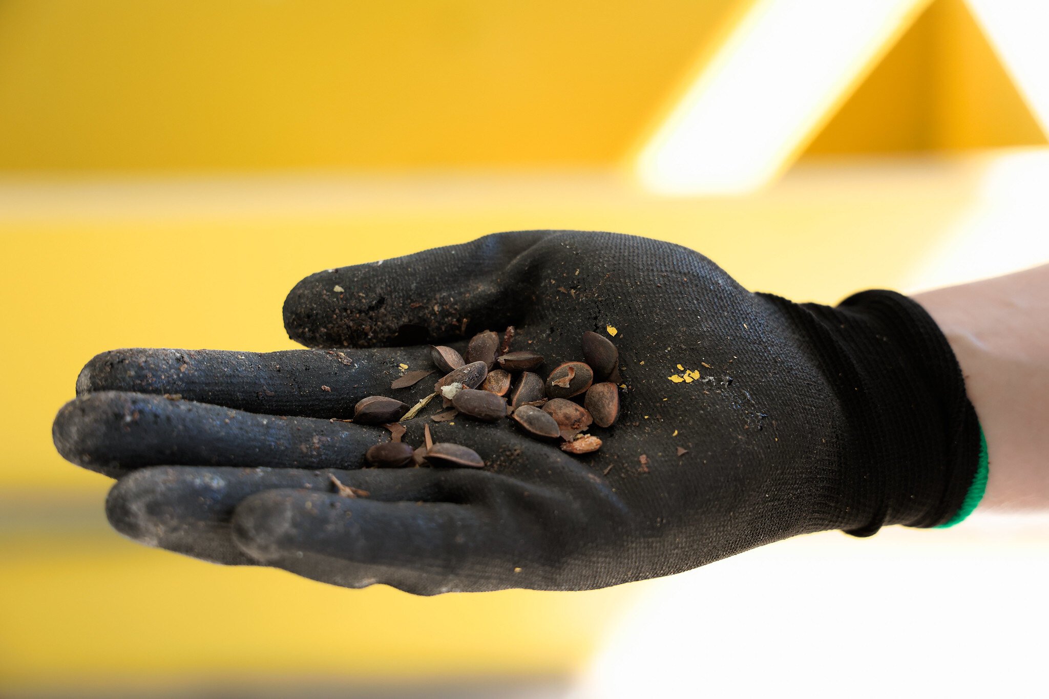 How a CAL FIRE Grant is Expanding Our Seed Processing Capacity at Cal ...