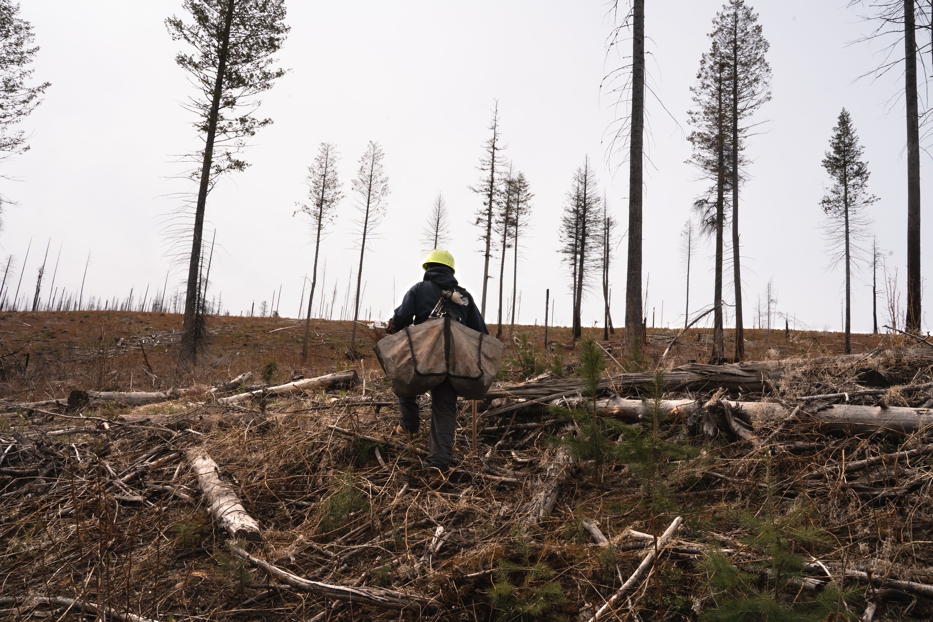 How Mast is Restoring America’s Lost Forests