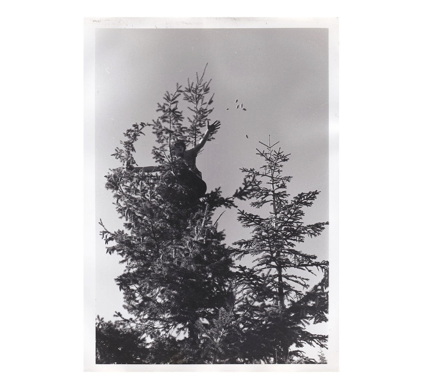 Protecting the Biological Legacy of Western Conifer Forests